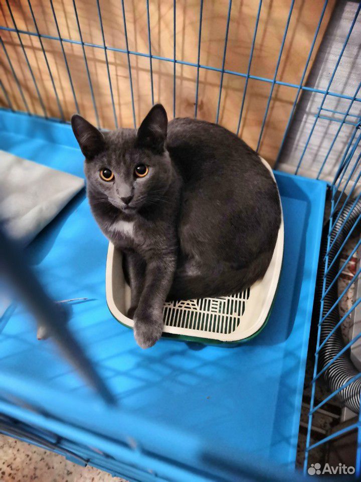 Котик