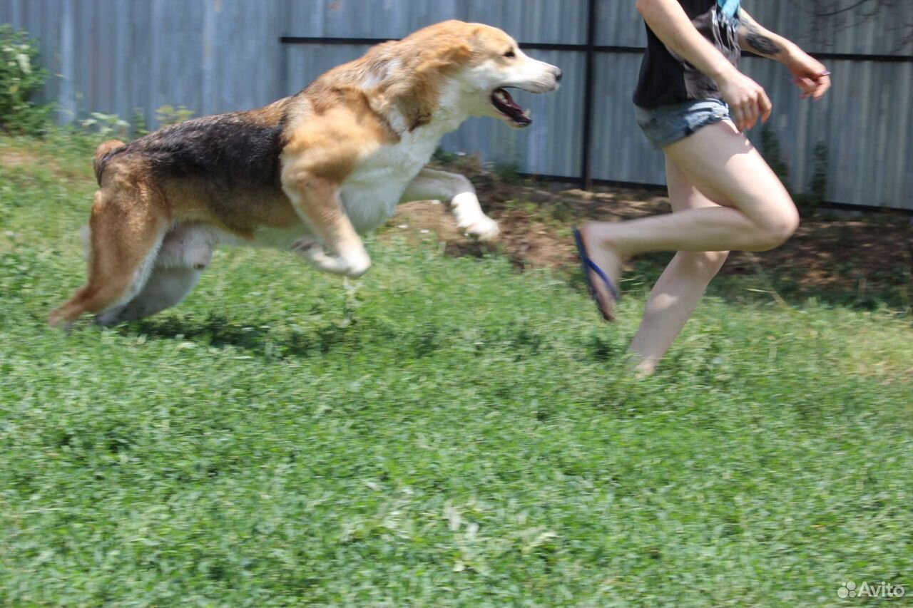 Кобель в добрые руки