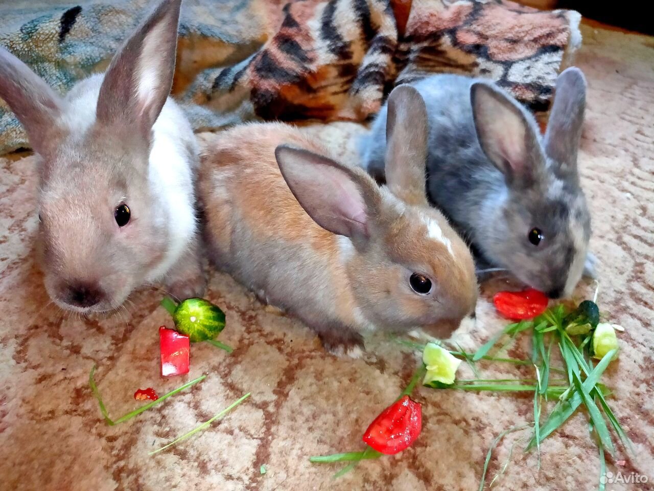 Крольчата двухмесячные