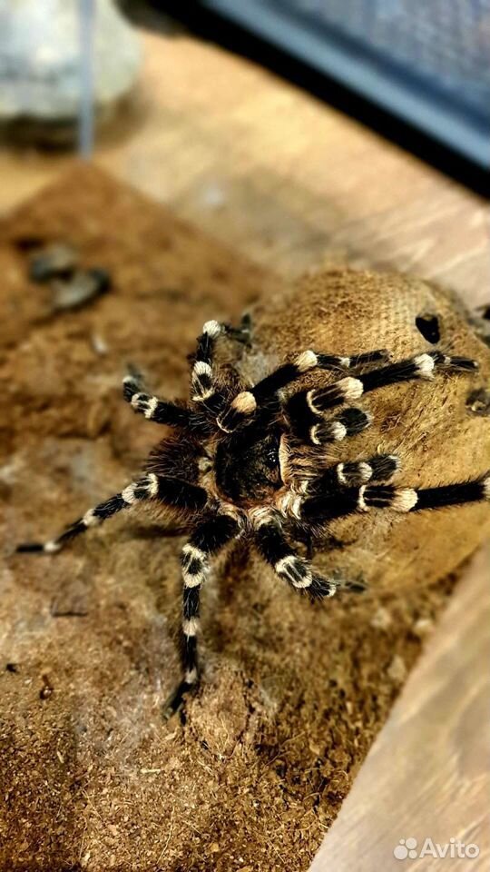 Паук Acanthoscurria geniculata