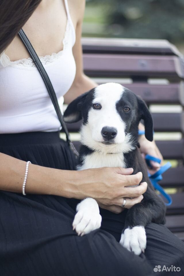 Ищет ом щенок не крупной собачки Иви