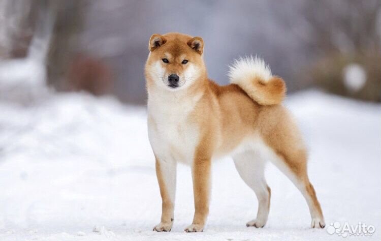 Кобель Сиба (Shiba) чемпион, импорт. Вязка