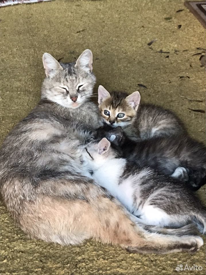 Котенок котята