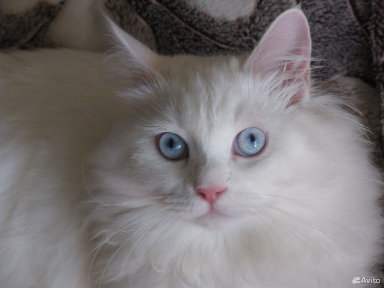 Роскошный белый котик