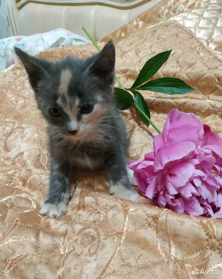 Котенок в добрые руки