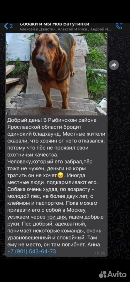 Бладхаунд из Рыбинска в добрые руки
