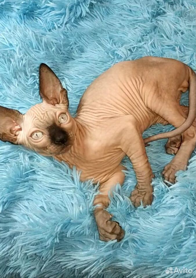 Чудо чудесное