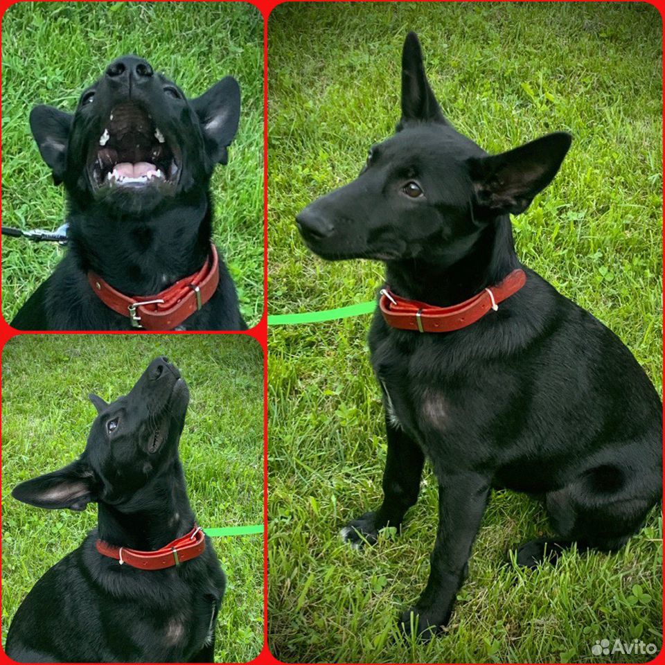 Черный шенок девочка 4 мес