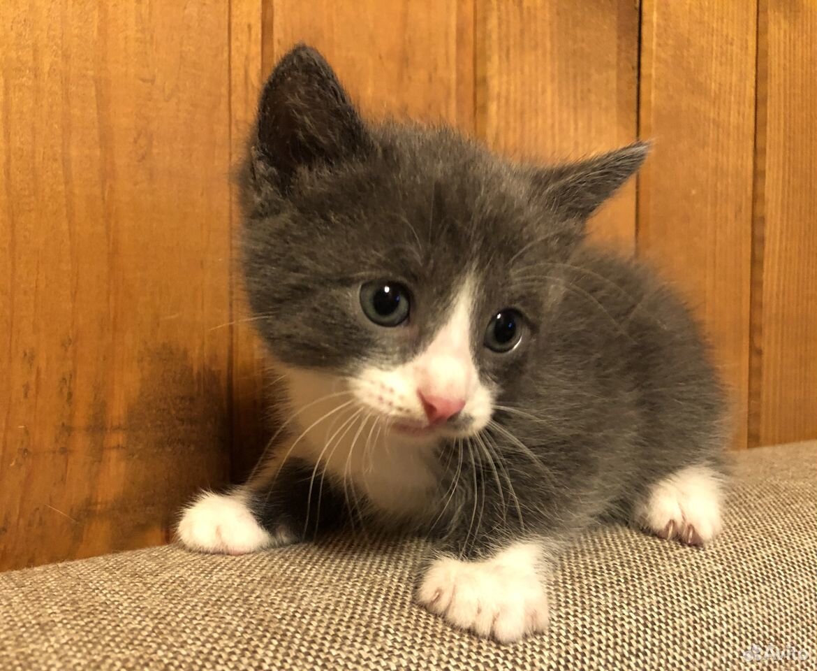 Котик дымчатый