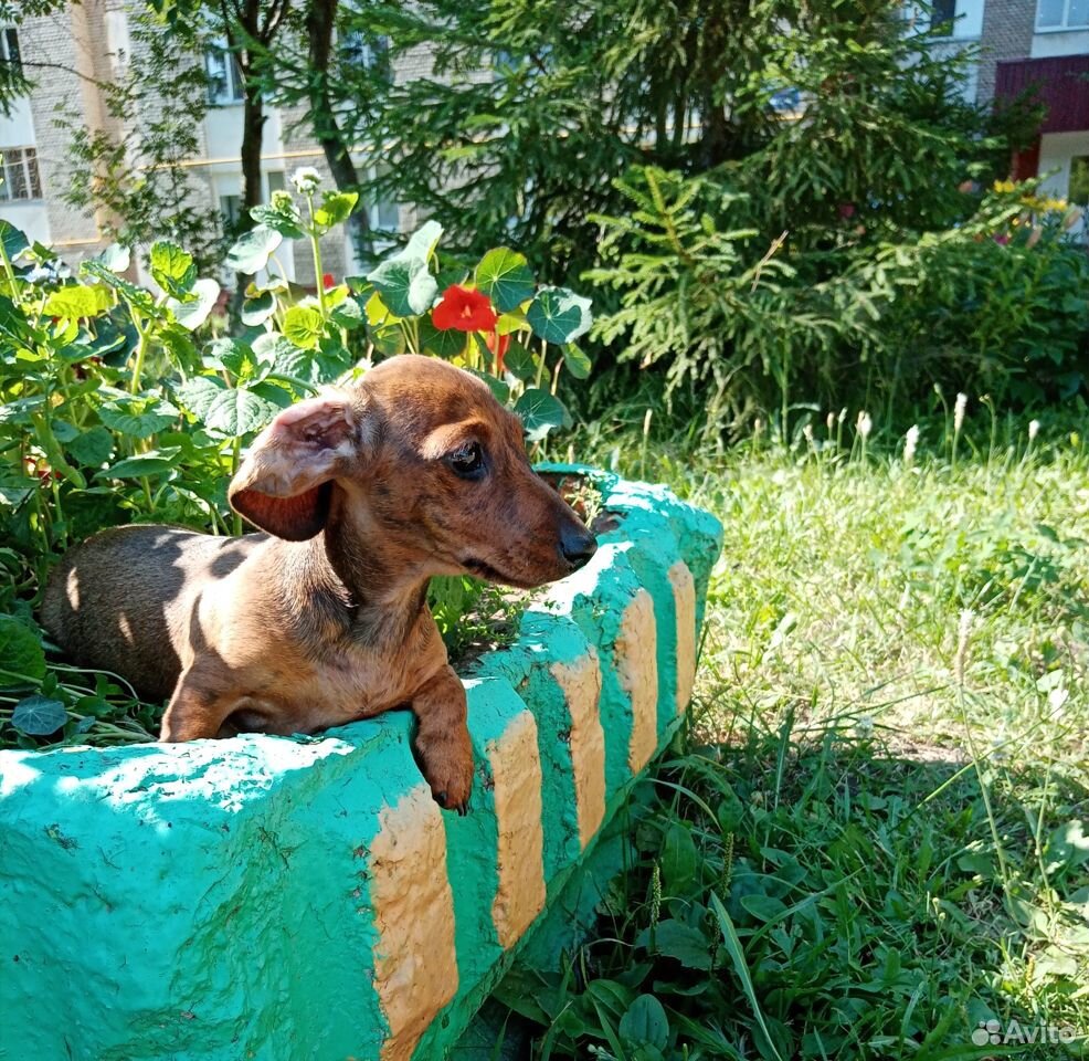 Миниатюрная такса