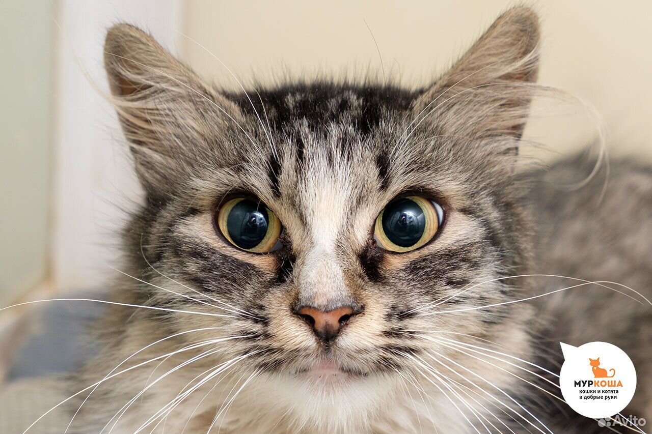 Нежная, внимательная, спокойная Альва