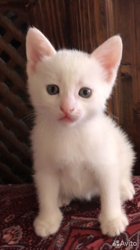 Котёнок бесплатно