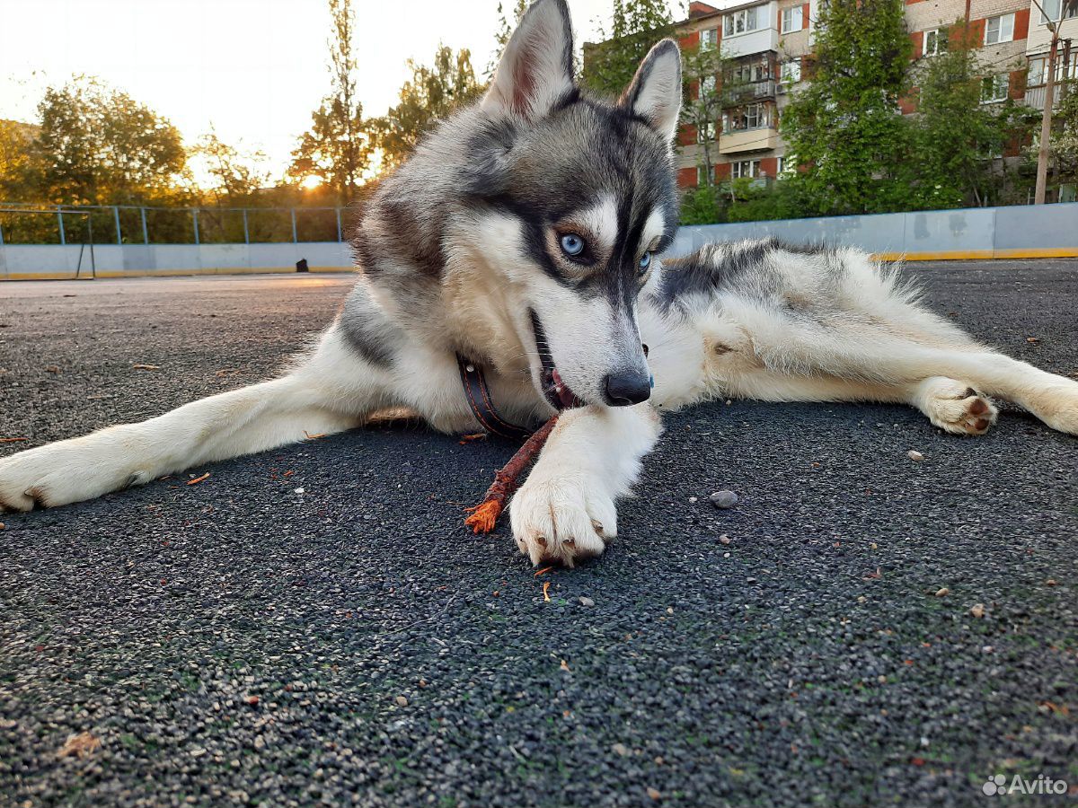 Сибирский хаски