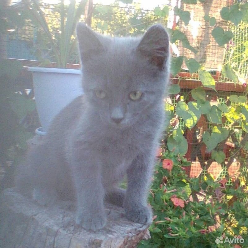 Русская голубая, котик, 2-3 месяца
