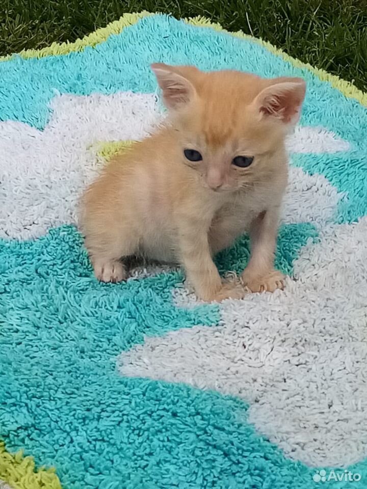 Отдам котенка в хорошие руки