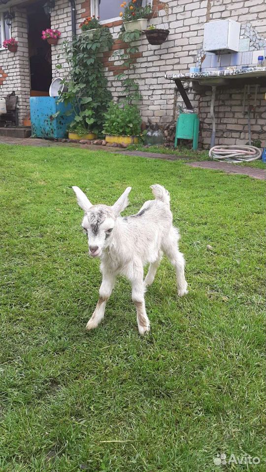 Козленок