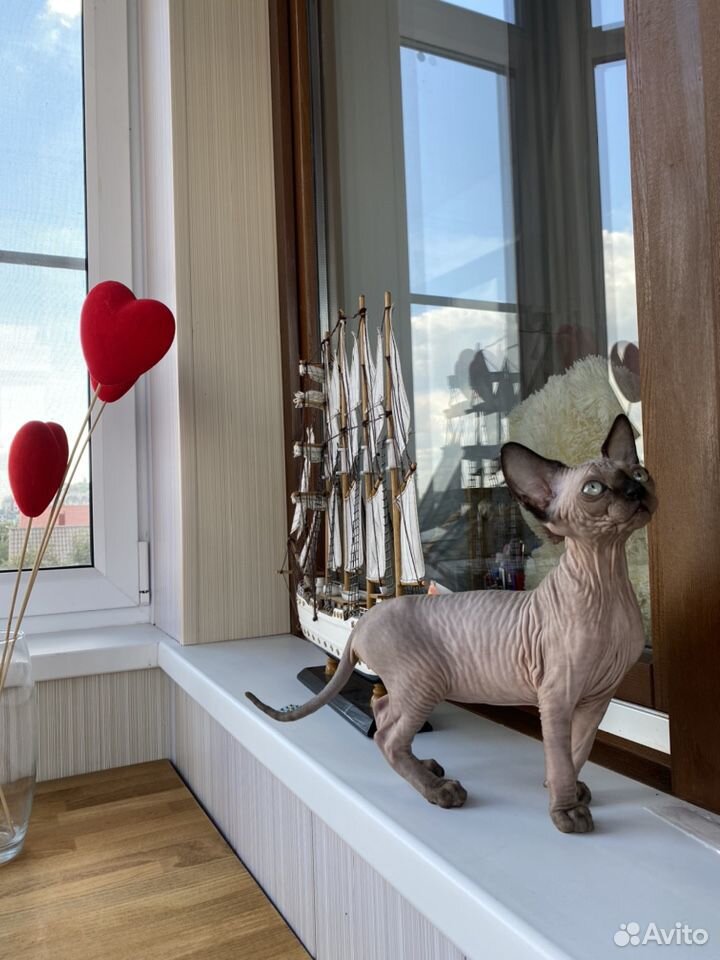 Канадский сфинкс