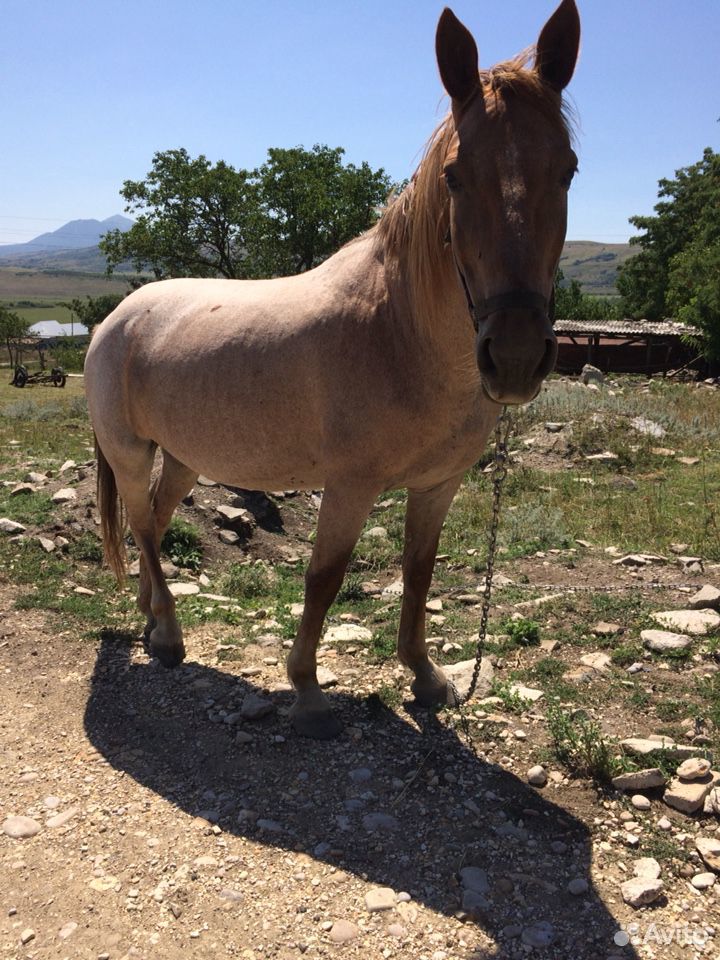 Продам Лошадь