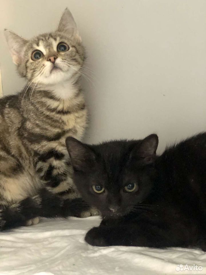 Котенок