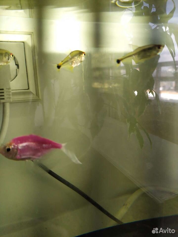 Аквариумные рыбки