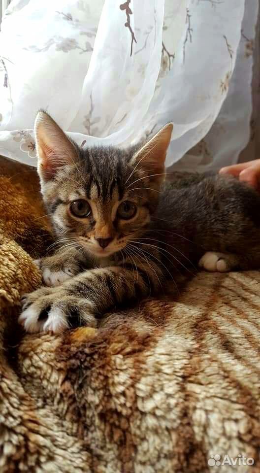 Котодевочка Ксюша в дар