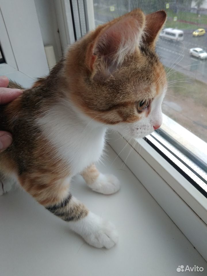 Кошка