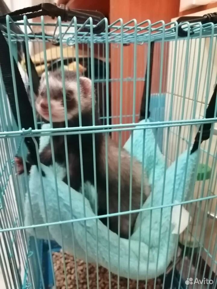 Продаю ласкового хорька