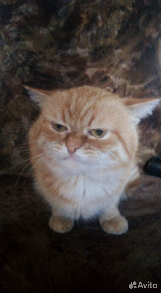 Рыжий красавчик