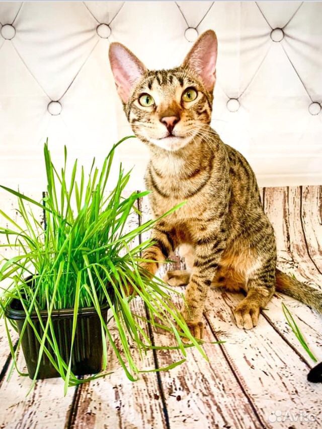 Продаётся Котенок саванна