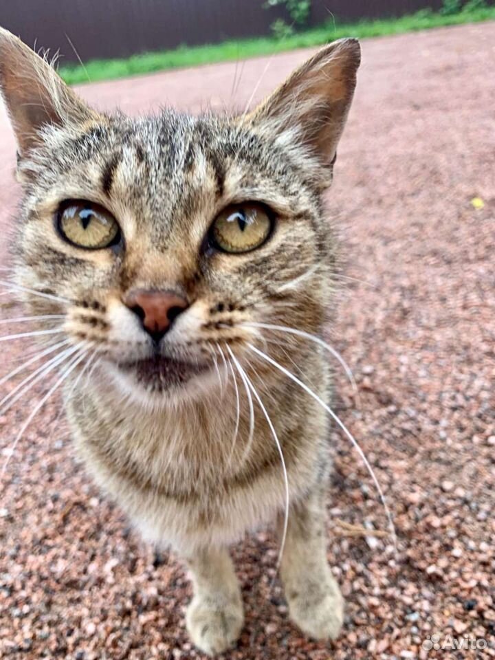 Просто Муся. Помогите спасти