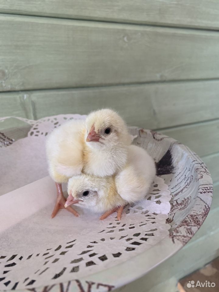 Цыпленок бройлер Росс 308