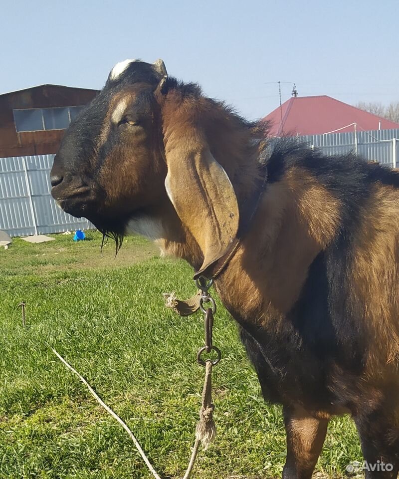 Нубийский козел Ч/П