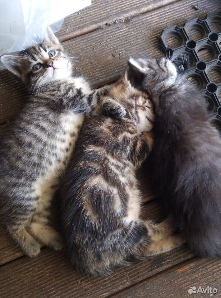 Кошечка