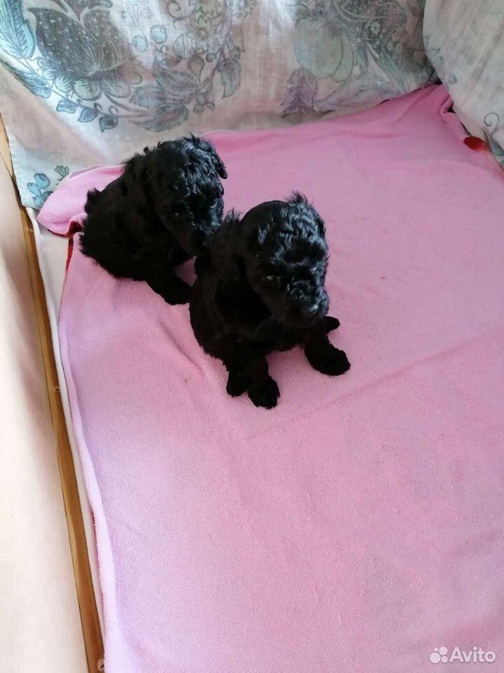 Продам щенков той-пуделя