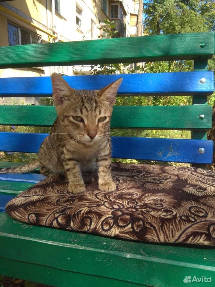 Котенок хочет домой
