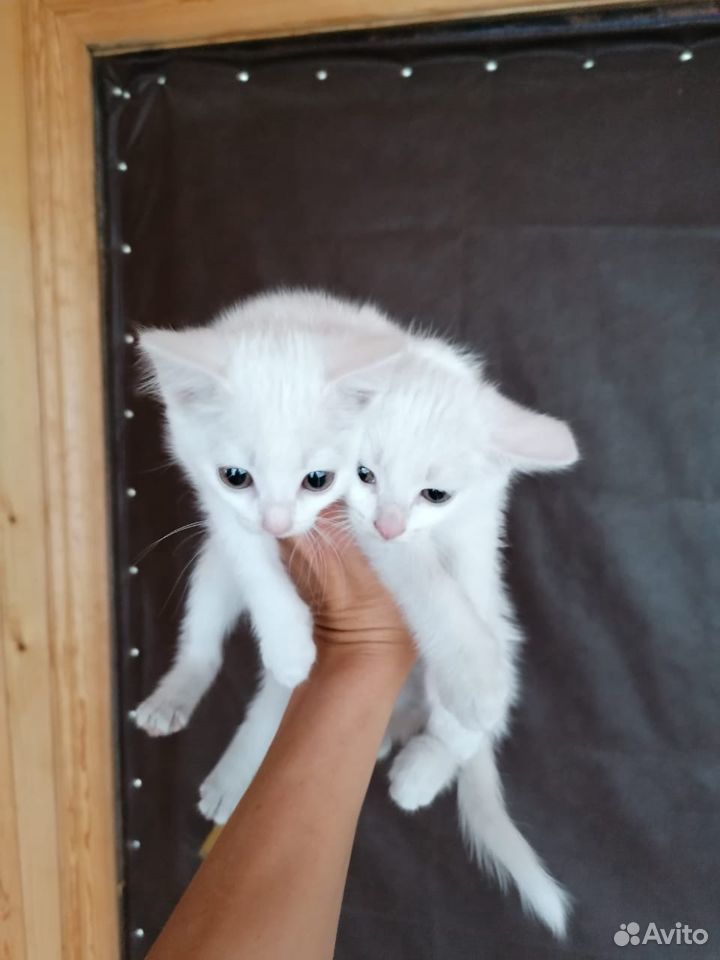 Отдам котенка-найденыша