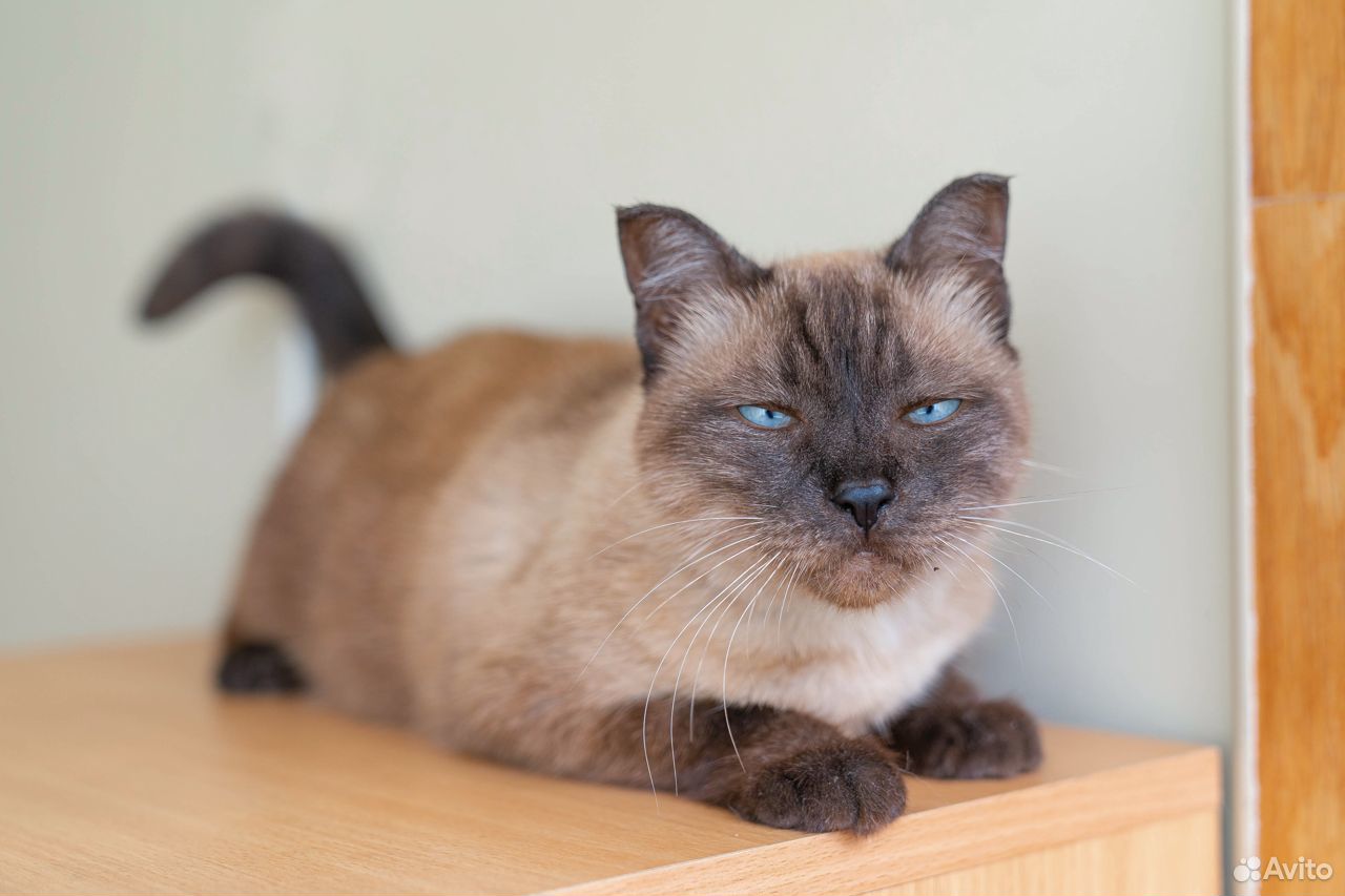 Хюрем ищет дом