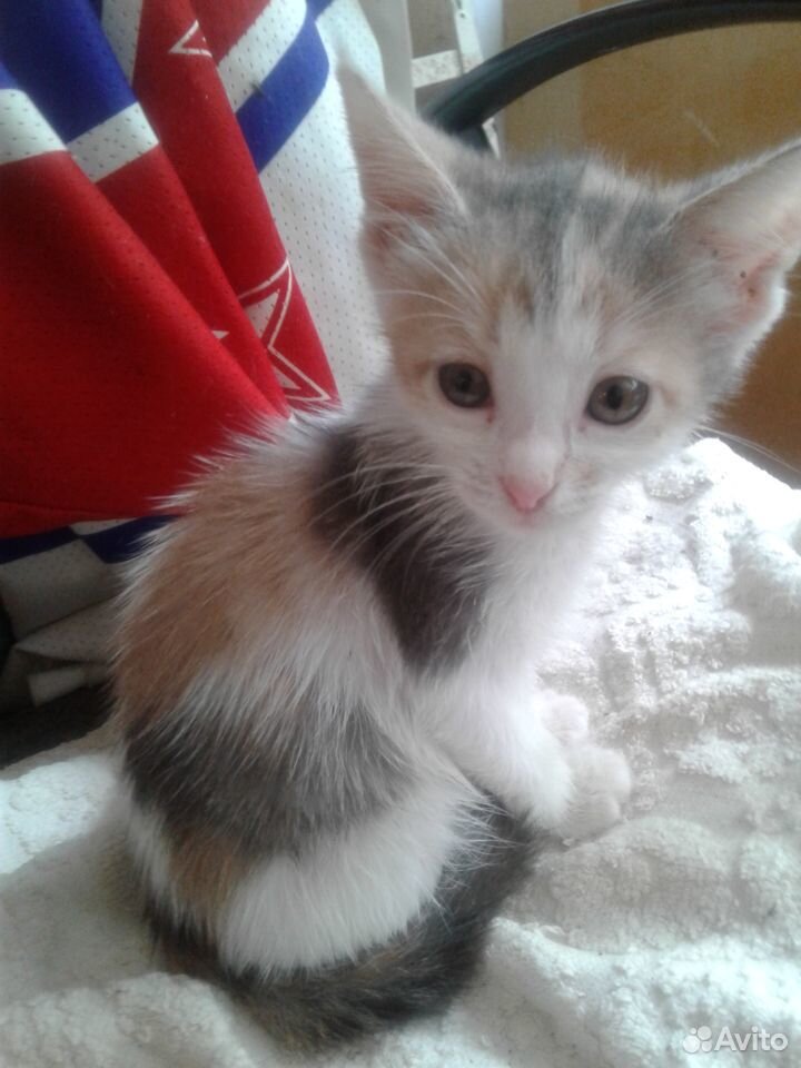 Подарю котенка