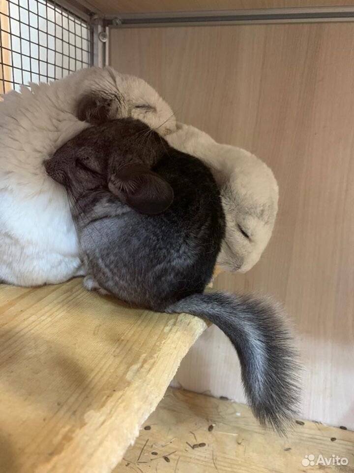 Продается щенок шиншиллы