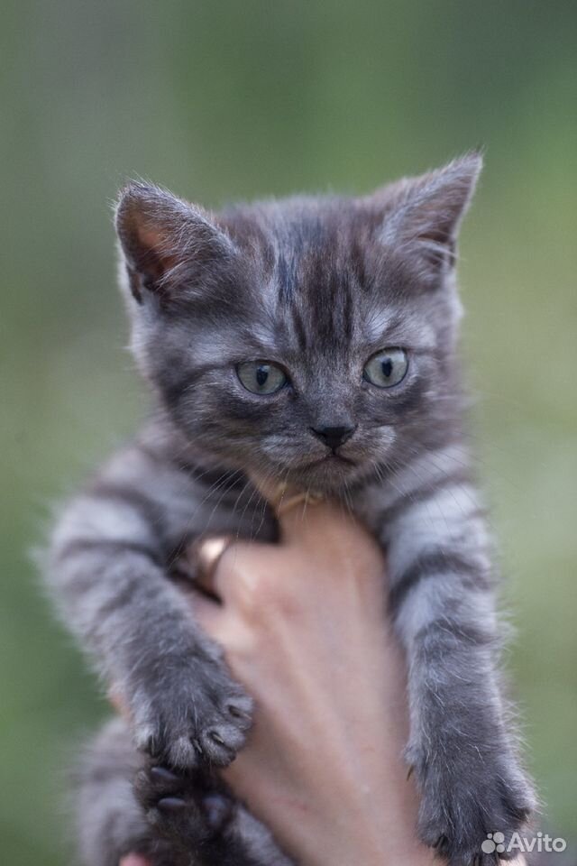 Котята мальчики британчики