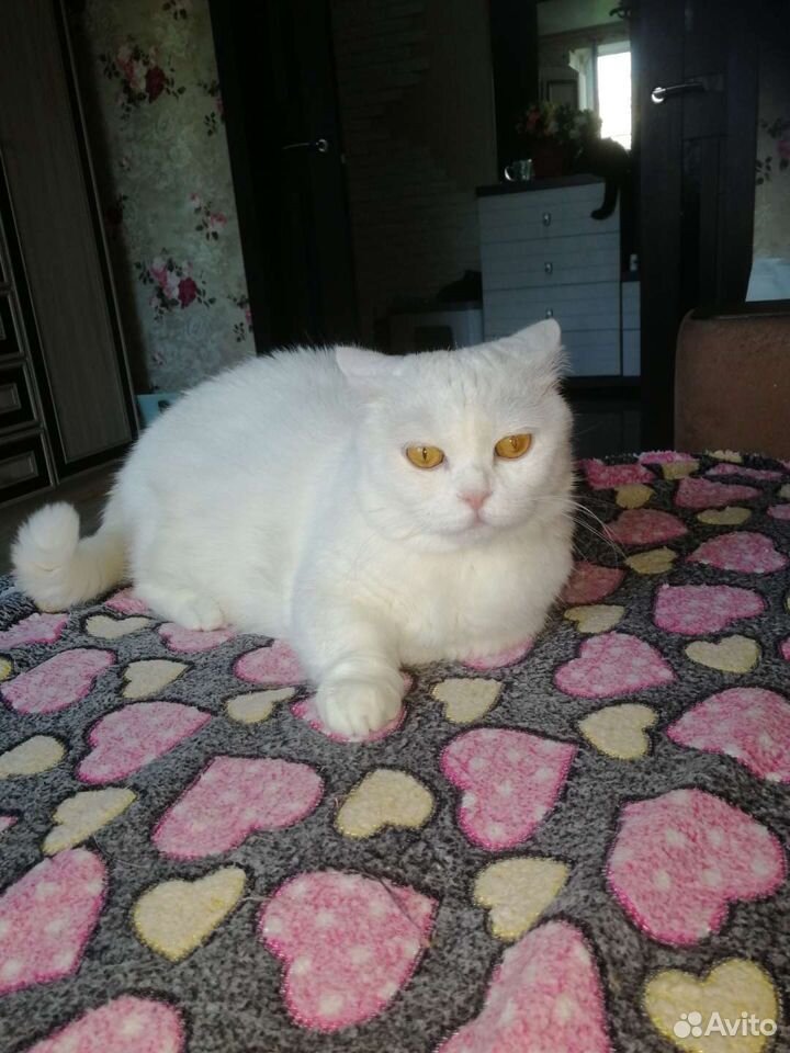 Кошка