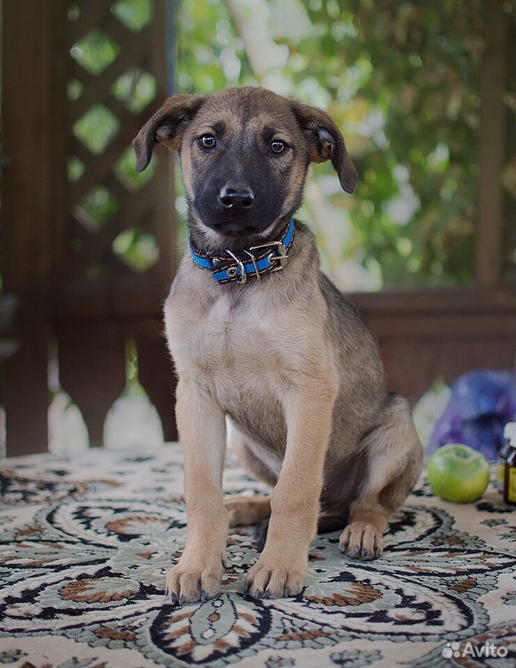 Щенок в добрые руки