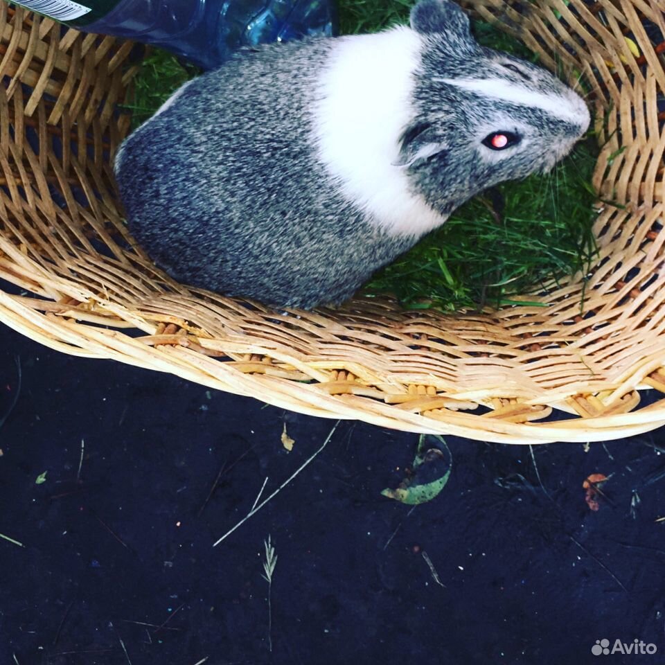 Продается морская свинка