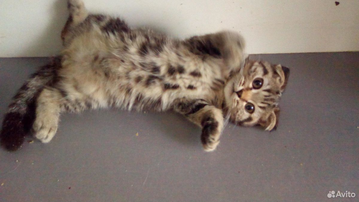 Ласковый мурлыка