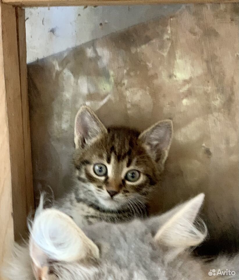 Котёнок полосатый тигрового окраса 1 мес