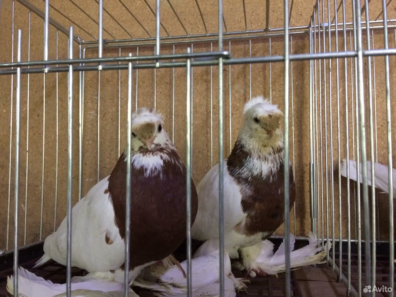Продам голубей