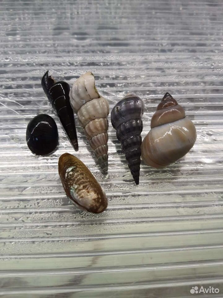 Живородящие малюски и мидии аквариумные большой вы