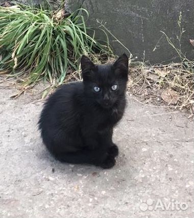 Котята ищут добрые руки