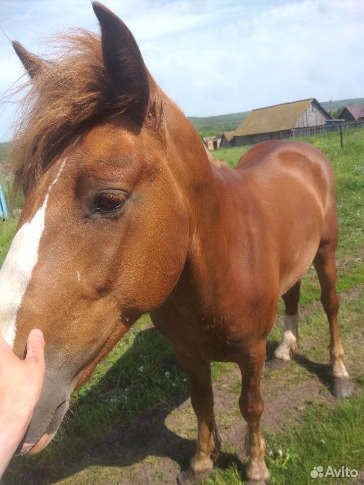 Жеребец 5 лет