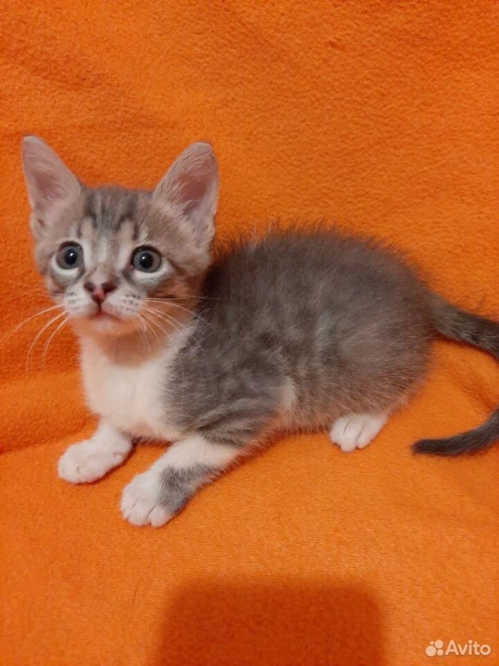 Котенок- мальчик 1.5 мес